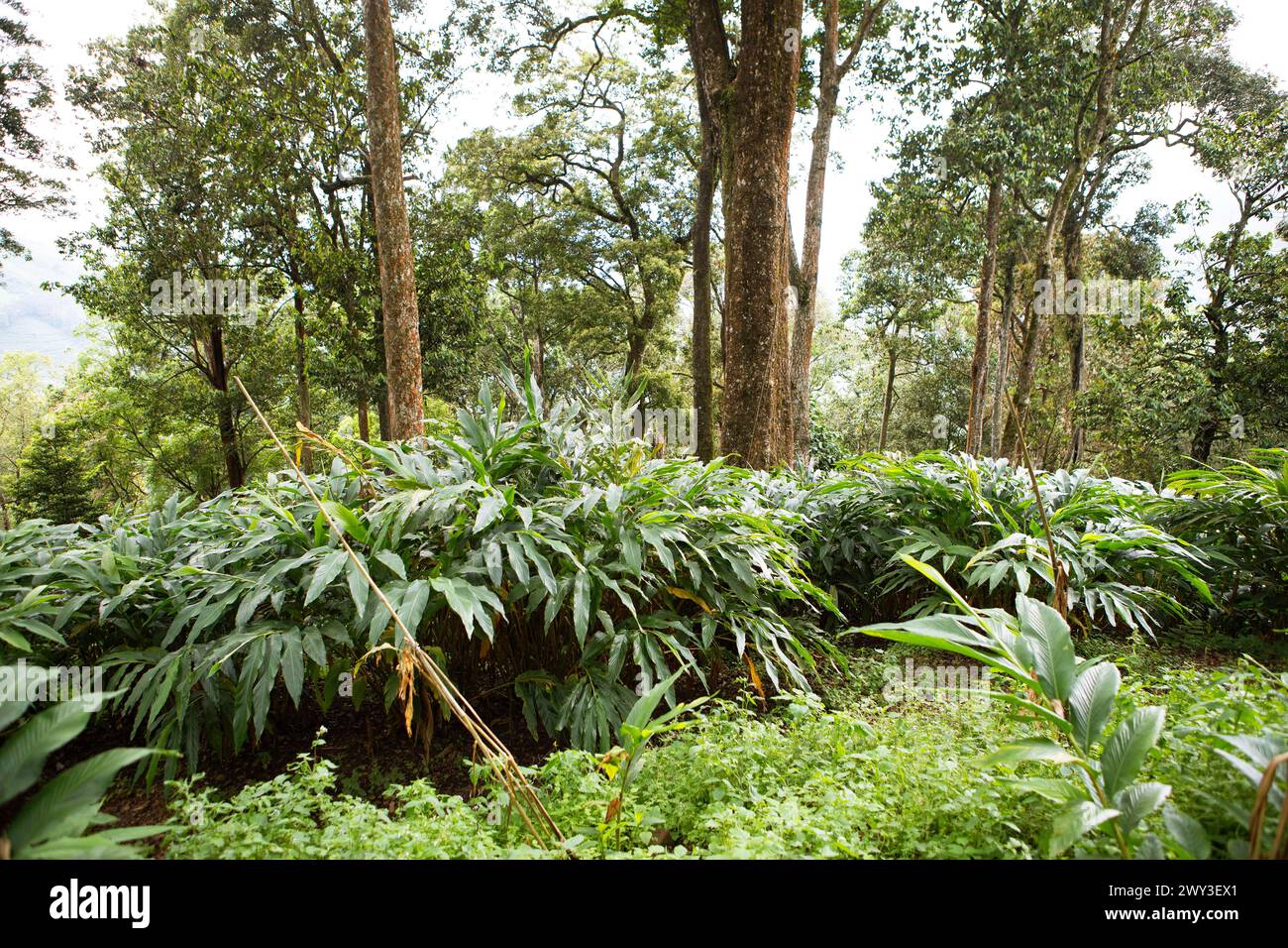 Cardamom plants (Elettaria cardamomum), Cadamom Hills, Munnar, Kerala ...