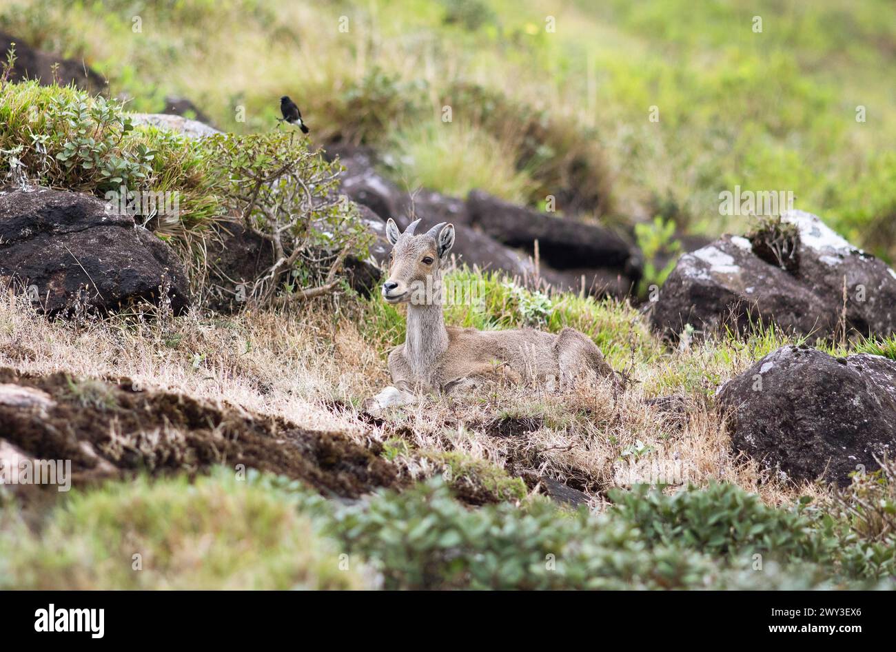 Nilgiri tahr (Nilgiritragus hylocrius, until 2005 Hemitragus hylocrius ...