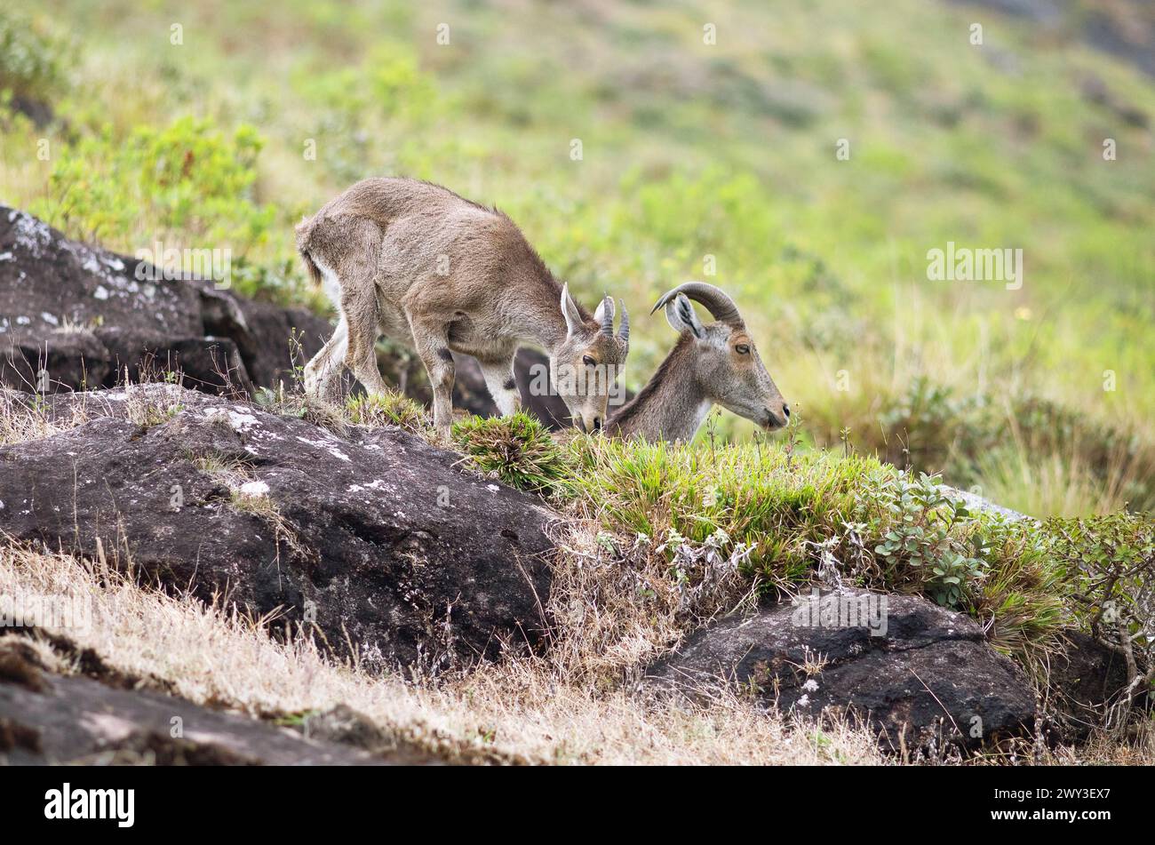 Nilgiri tahr (Nilgiritragus hylocrius, until 2005 Hemitragus hylocrius ...