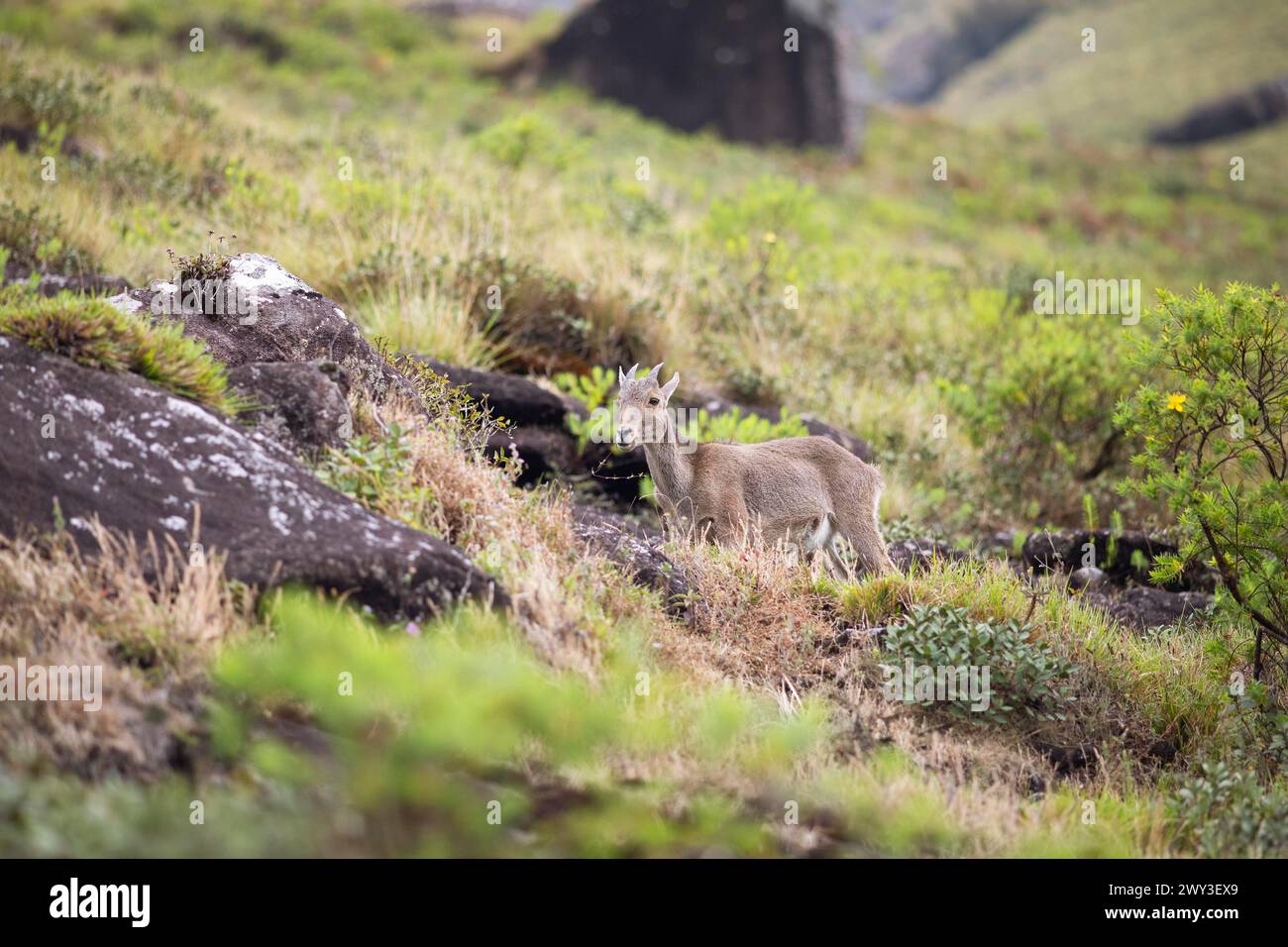 Nilgiri tahr (Nilgiritragus hylocrius, until 2005 Hemitragus hylocrius ...