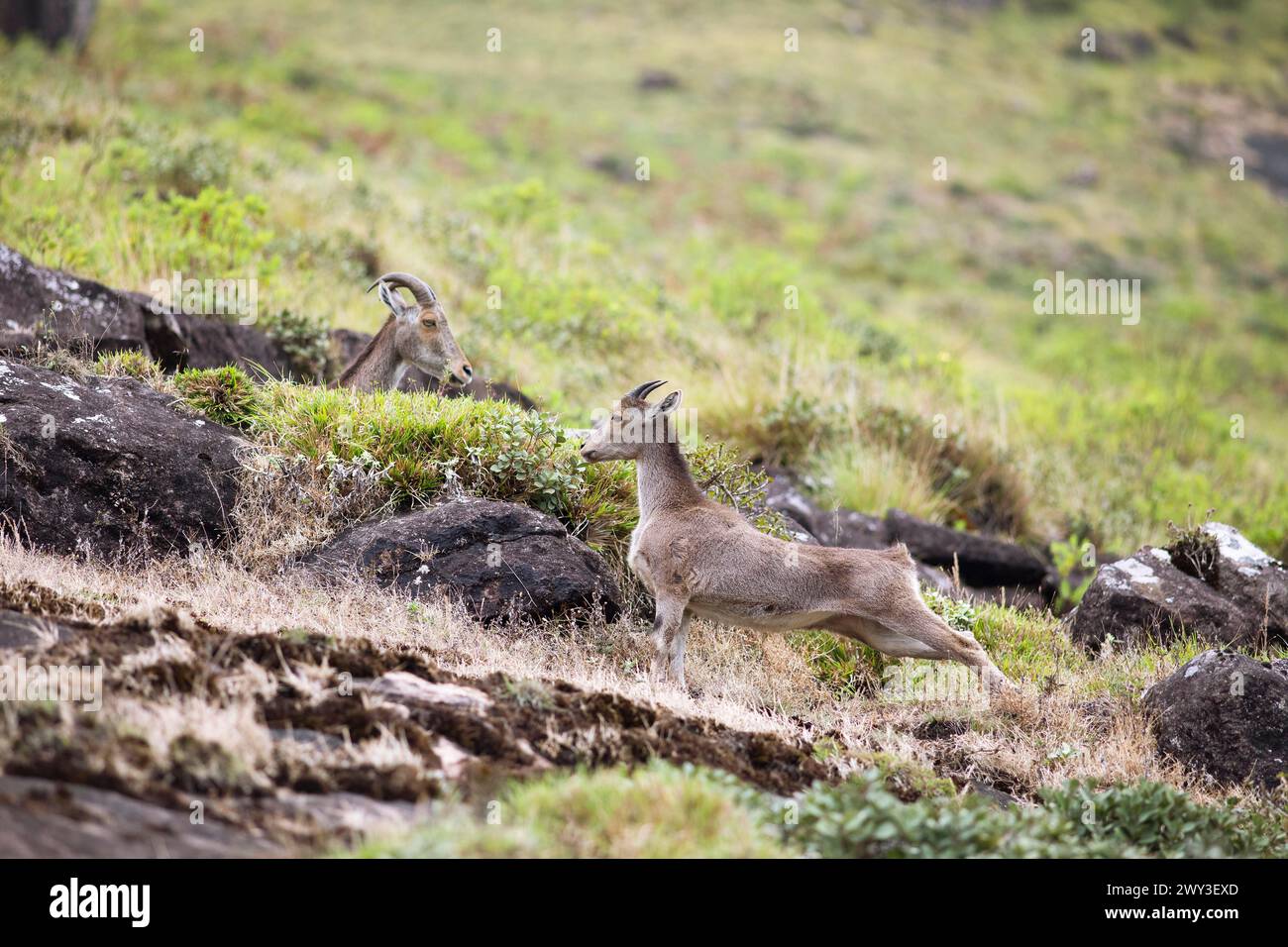 Nilgiri tahr (Nilgiritragus hylocrius, until 2005 Hemitragus hylocrius ...