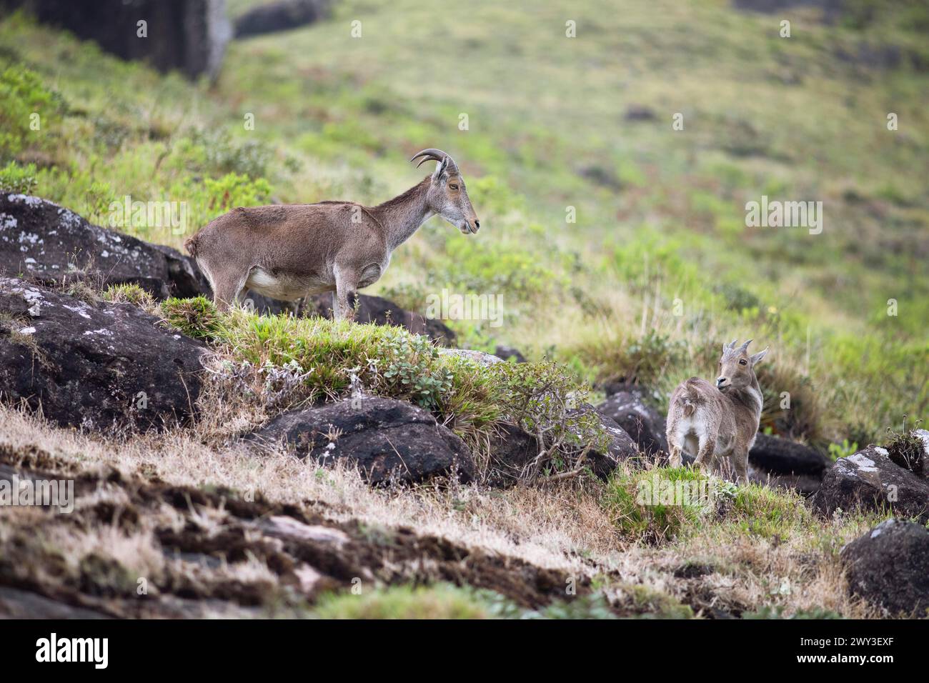 Nilgiri tahr (Nilgiritragus hylocrius, until 2005 Hemitragus hylocrius ...