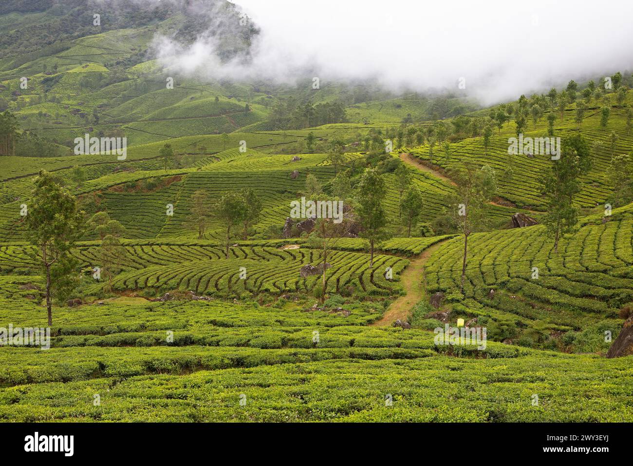 Green hilly landscape with tea plantations in the clouds, Munnar ...