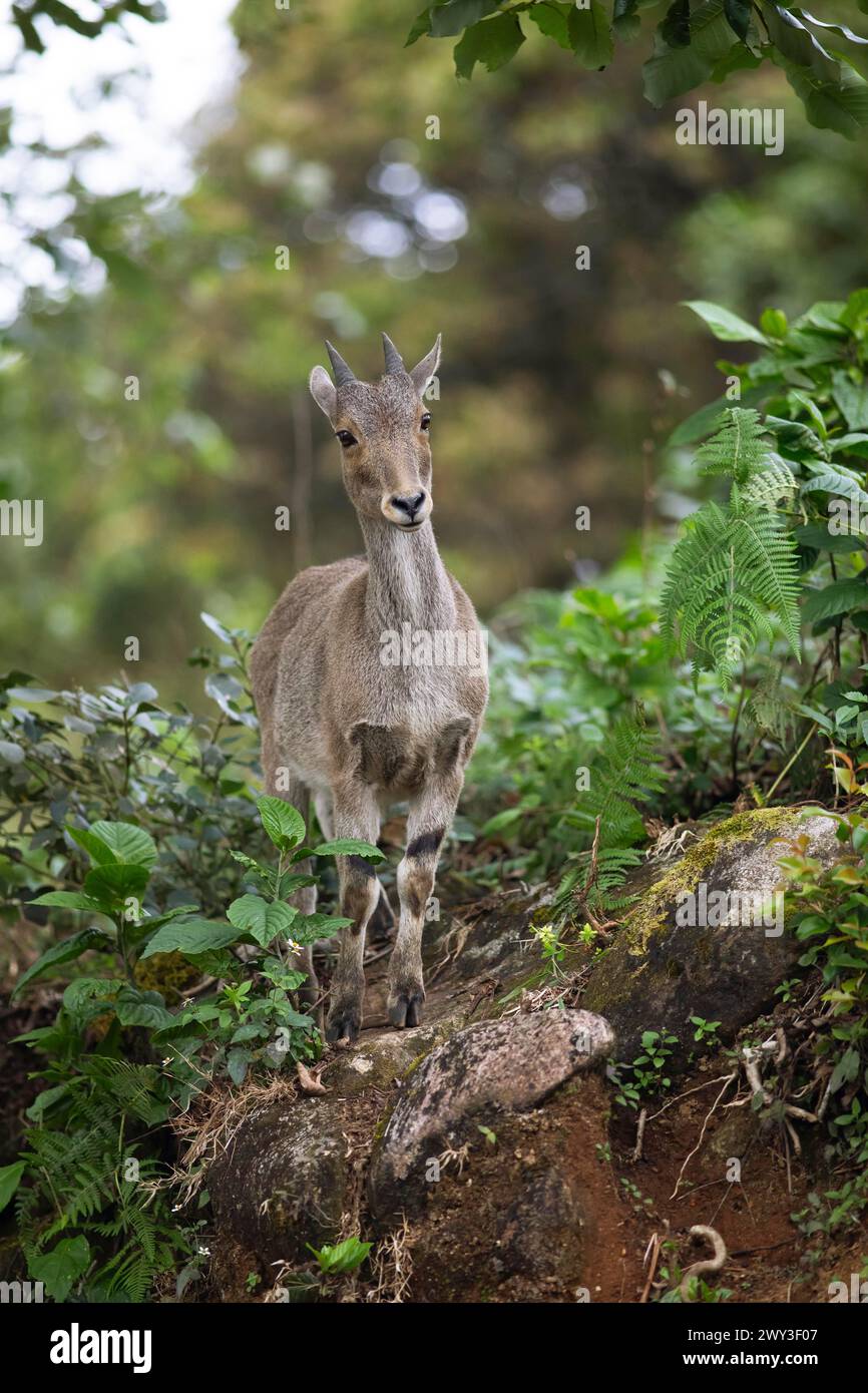 Nilgiri tahr (Nilgiritragus hylocrius, until 2005 Hemitragus hylocrius ...