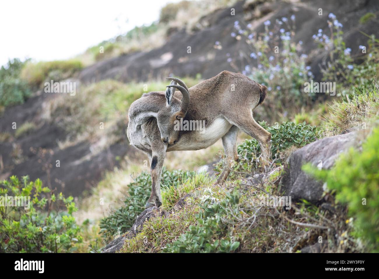 Nilgiri tahr (Nilgiritragus hylocrius, until 2005 Hemitragus hylocrius ...