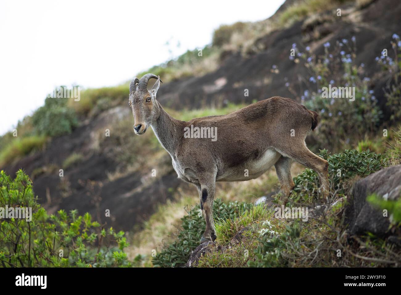 Nilgiri tahr (Nilgiritragus hylocrius, until 2005 Hemitragus hylocrius ...
