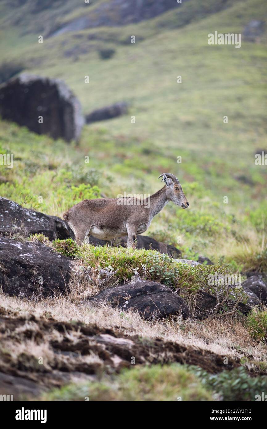 Nilgiri tahr (Nilgiritragus hylocrius, until 2005 Hemitragus hylocrius ...