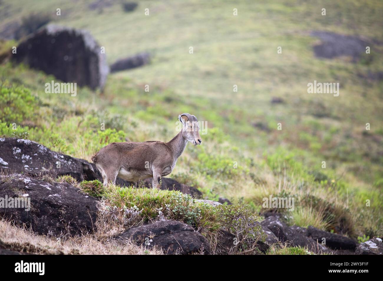 Nilgiri tahr (Nilgiritragus hylocrius, until 2005 Hemitragus hylocrius ...