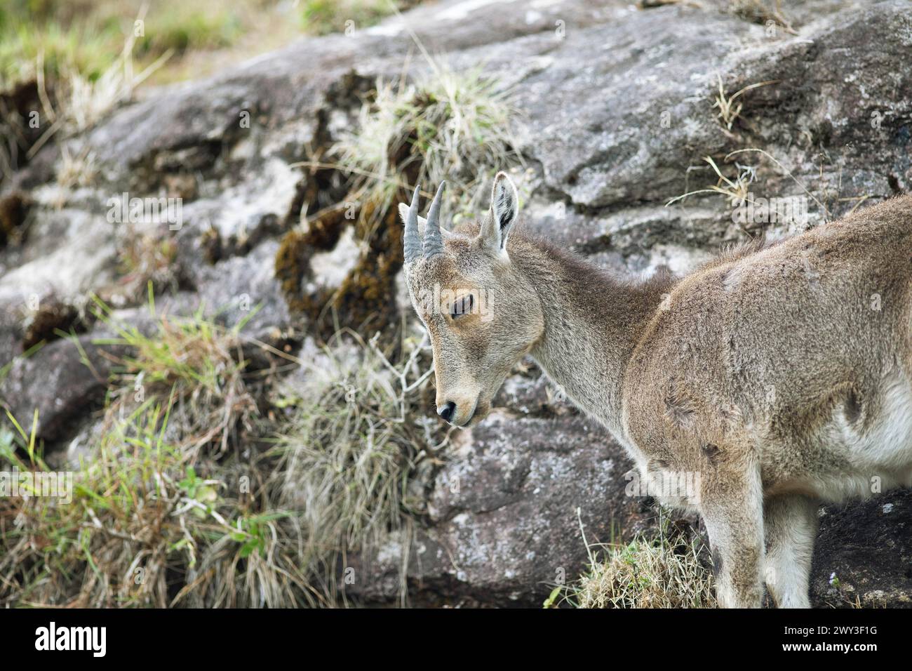 Nilgiri tahr (Nilgiritragus hylocrius, until 2005 Hemitragus hylocrius ...