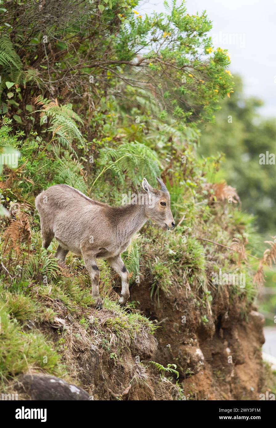 Nilgiri tahr (Nilgiritragus hylocrius, until 2005 Hemitragus hylocrius ...