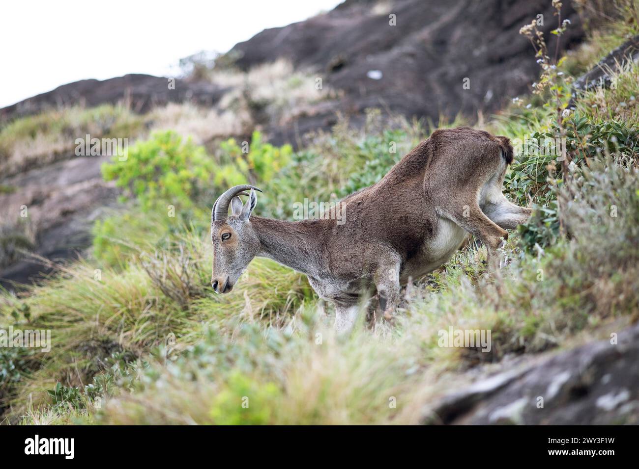 Nilgiri tahr (Nilgiritragus hylocrius, until 2005 Hemitragus hylocrius ...