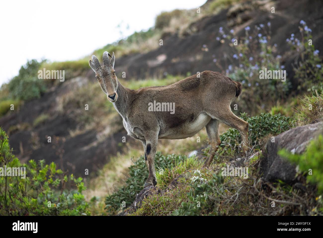 Nilgiri tahr (Nilgiritragus hylocrius, until 2005 Hemitragus hylocrius ...