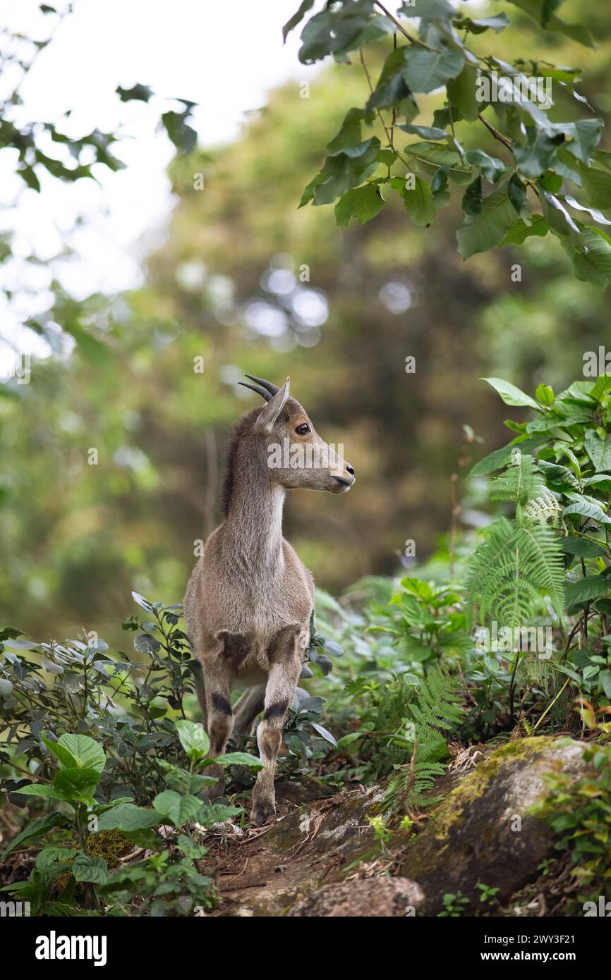 Nilgiri tahr (Nilgiritragus hylocrius, until 2005 Hemitragus hylocrius ...