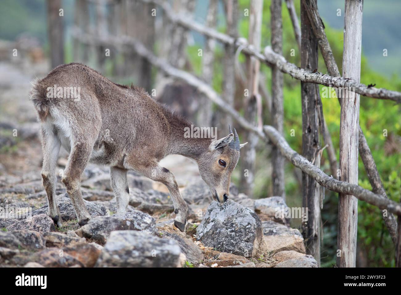 Nilgiri tahr (Nilgiritragus hylocrius, until 2005 Hemitragus hylocrius ...