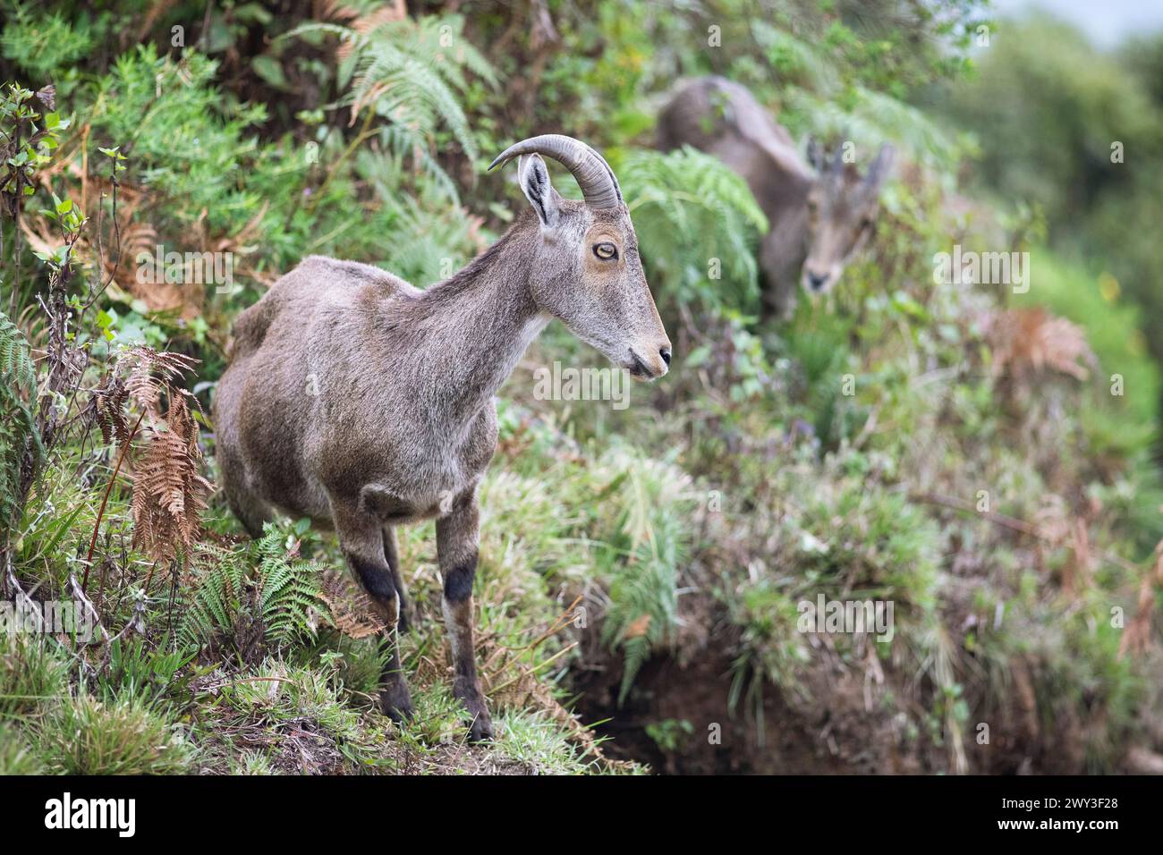 Nilgiri tahr (Nilgiritragus hylocrius, until 2005 Hemitragus hylocrius ...