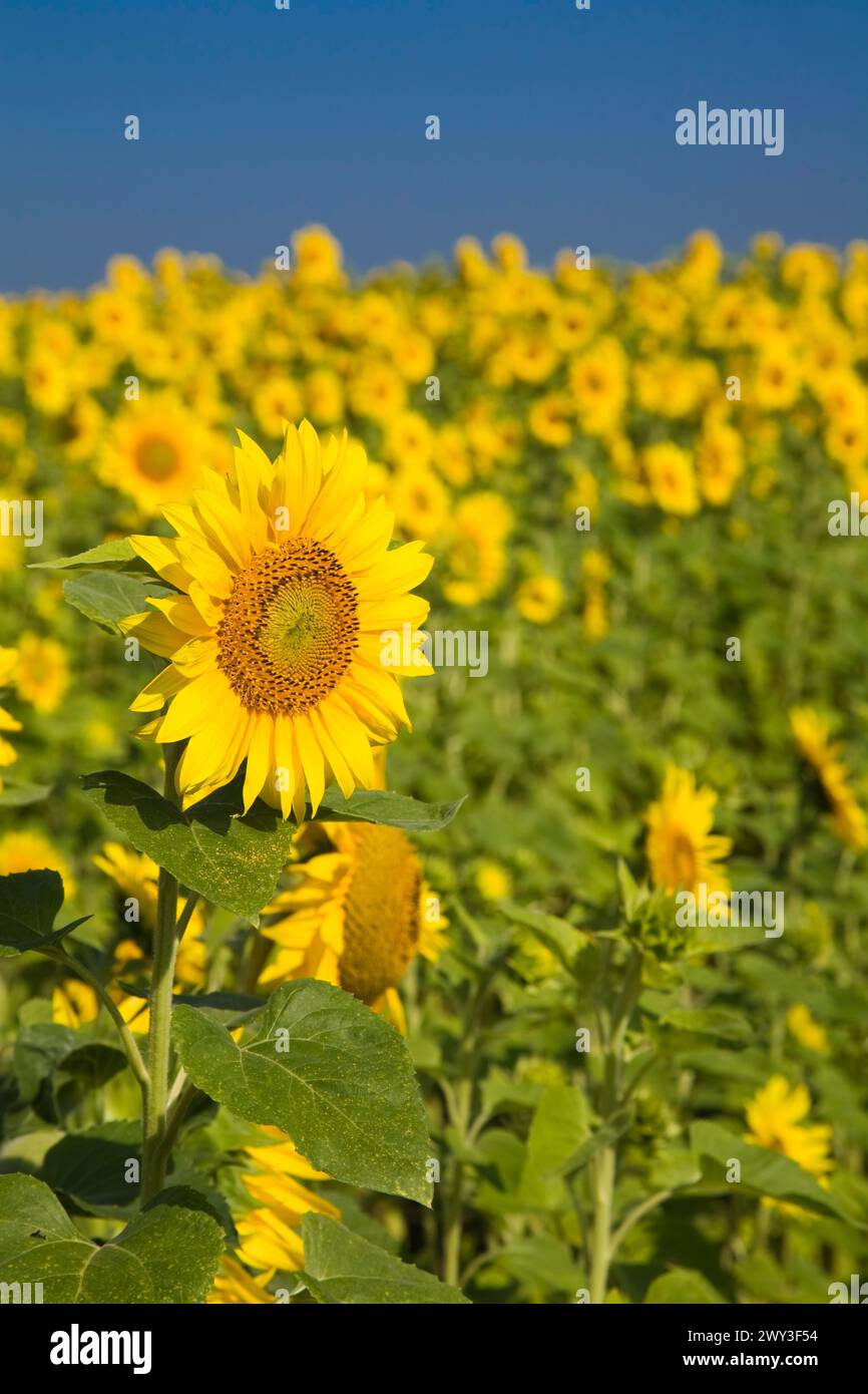 Yellow Helianthus annuus, Sunflowers in field in summer, Quebec, Canada ...