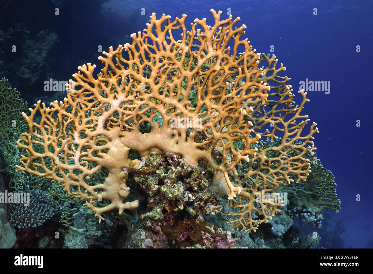 Net fire coral, grid fire coral (Millepora dichotoma), dive site Shaab ...