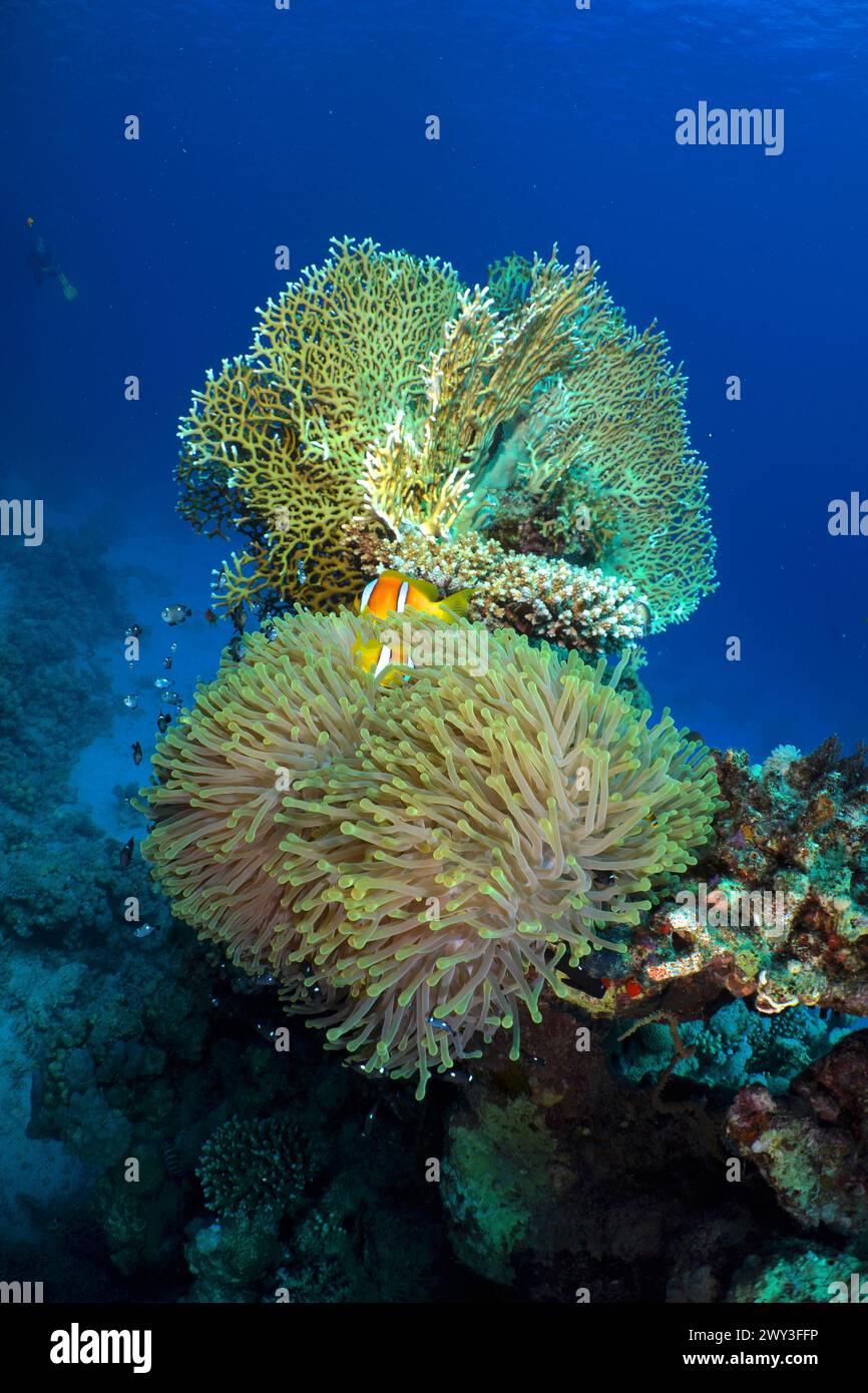 Magnificent sea anemone (Heteractis magnifica) and net fire coral, net ...