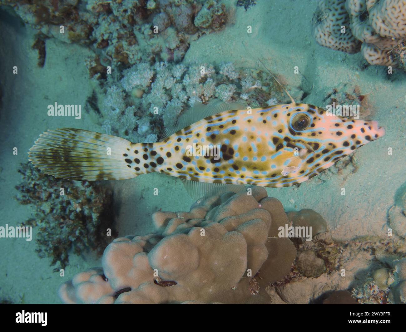 Scrawled filefish (Aluterus scriptus), dive site House Reef, Mangrove ...