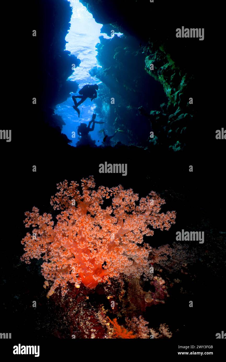 Hemprich's tree coral (Dendronephthya hemprichi) in a cave, diver in ...