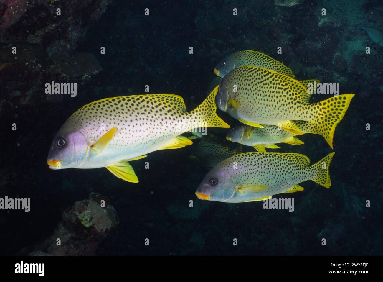 Shoal, group of blackspotted rubberlip (Plectorhinchus gaterinus) in a ...