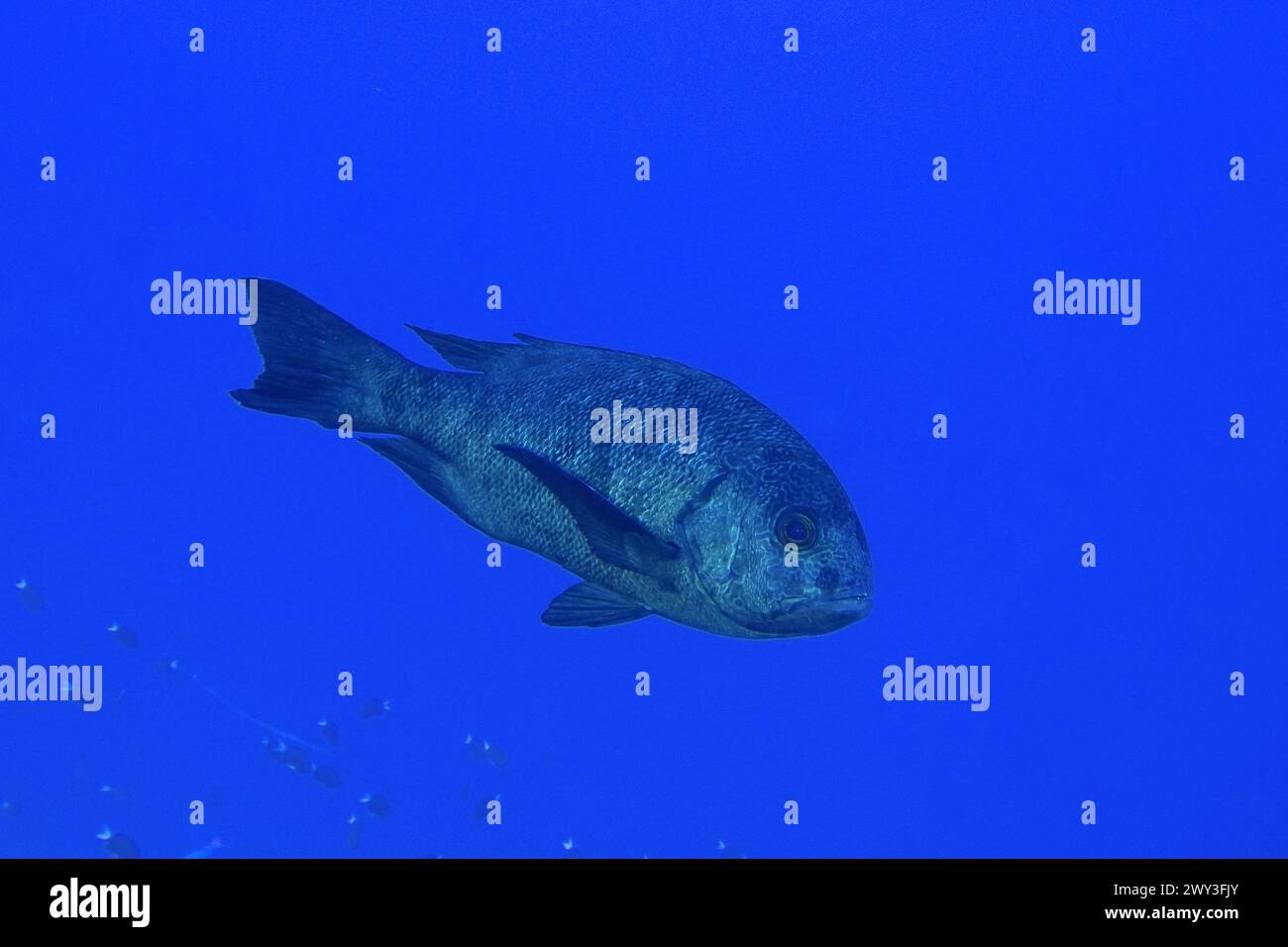 Black and white snapper (Macolor niger), Dangerous Reef Dive Site, St ...