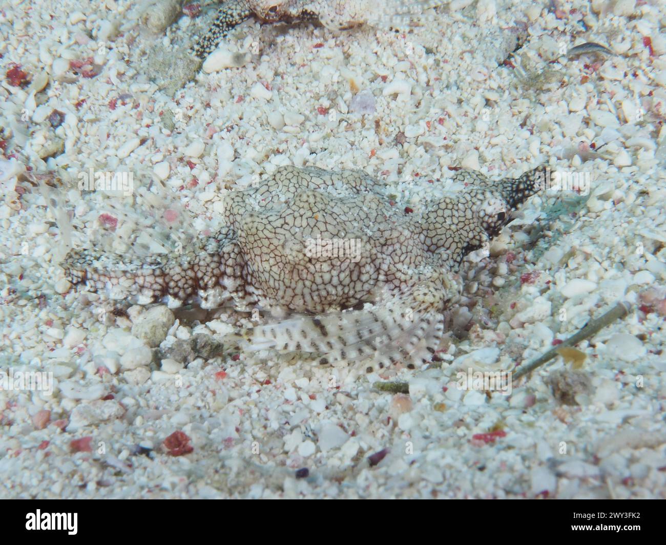 Well-camouflaged little dragonfish (Eurypegasus draconis), dive site ...