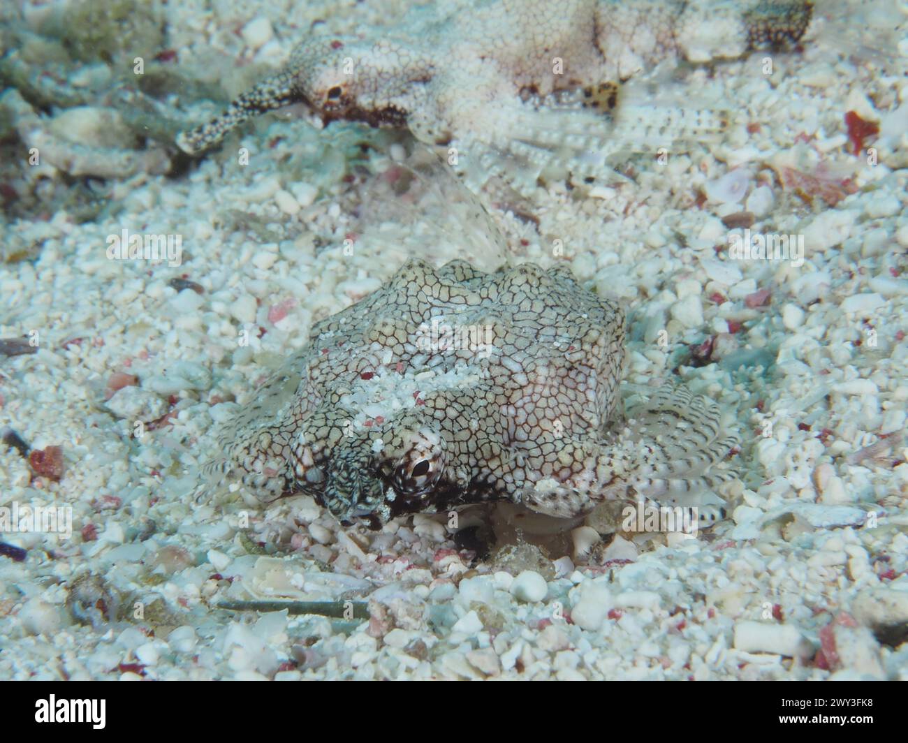 Little dragonfish (Eurypegasus draconis), dive site House Reef ...