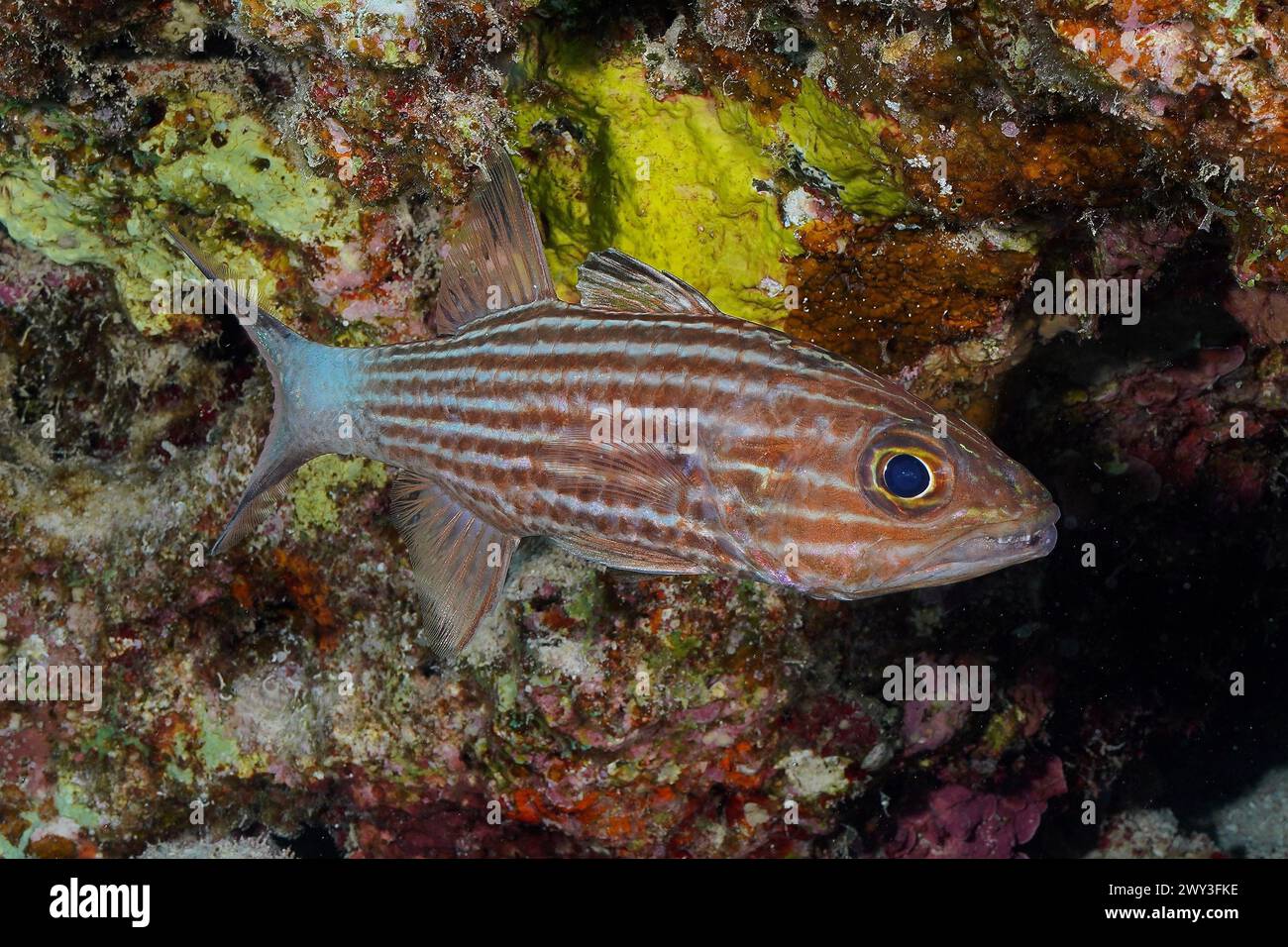 Largetoothed cardinalfish (Cheilodipterus macrodon), dive site Marsa ...