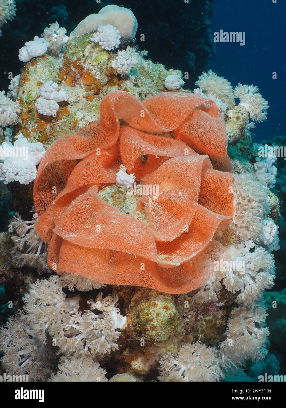 Spawn of Spanish Dancer (Hexabranchus sanguineus), Dive Site House Reef ...