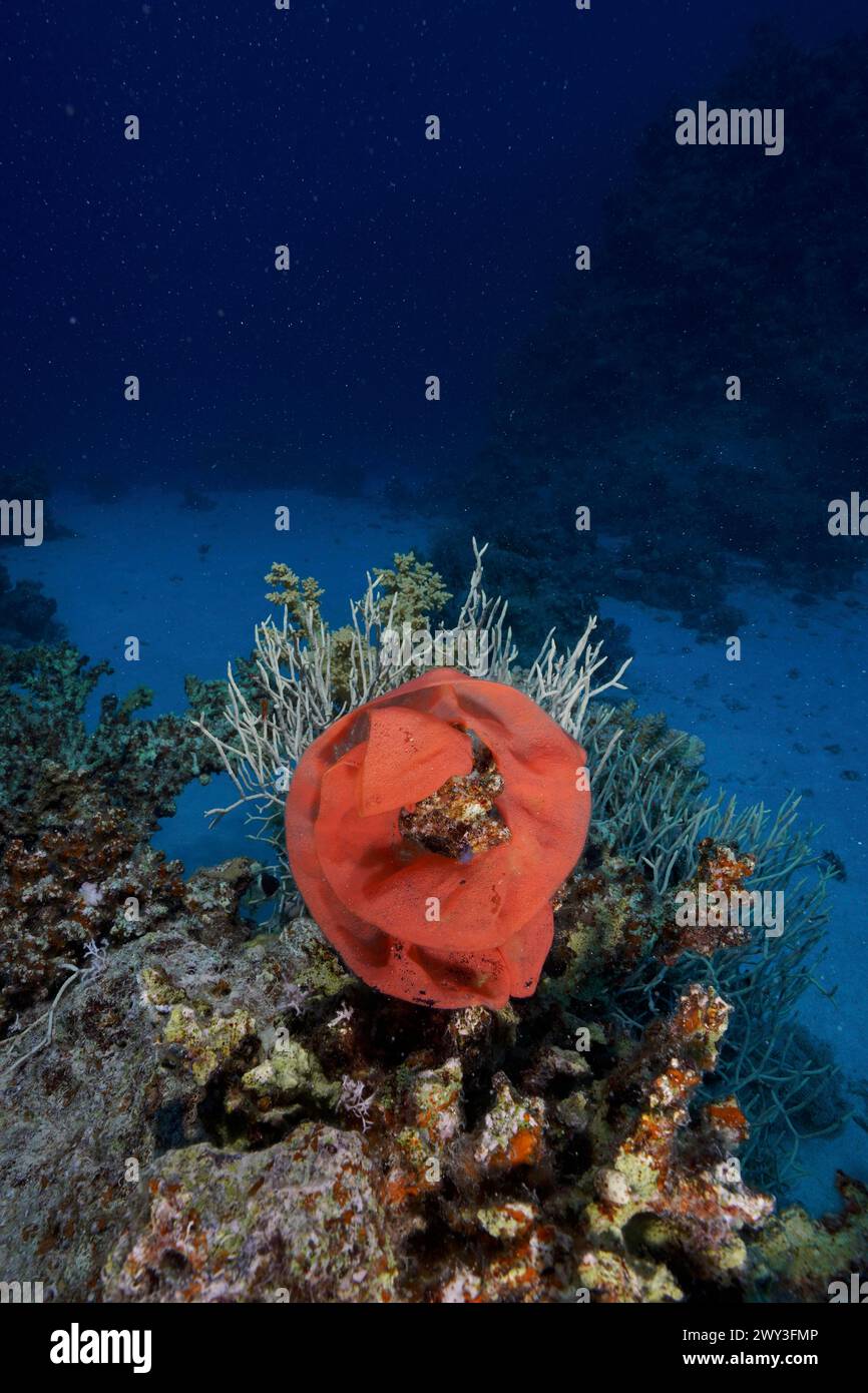 Spawn of Spanish dancer (Hexabranchus sanguineus), dive site Small Abu ...