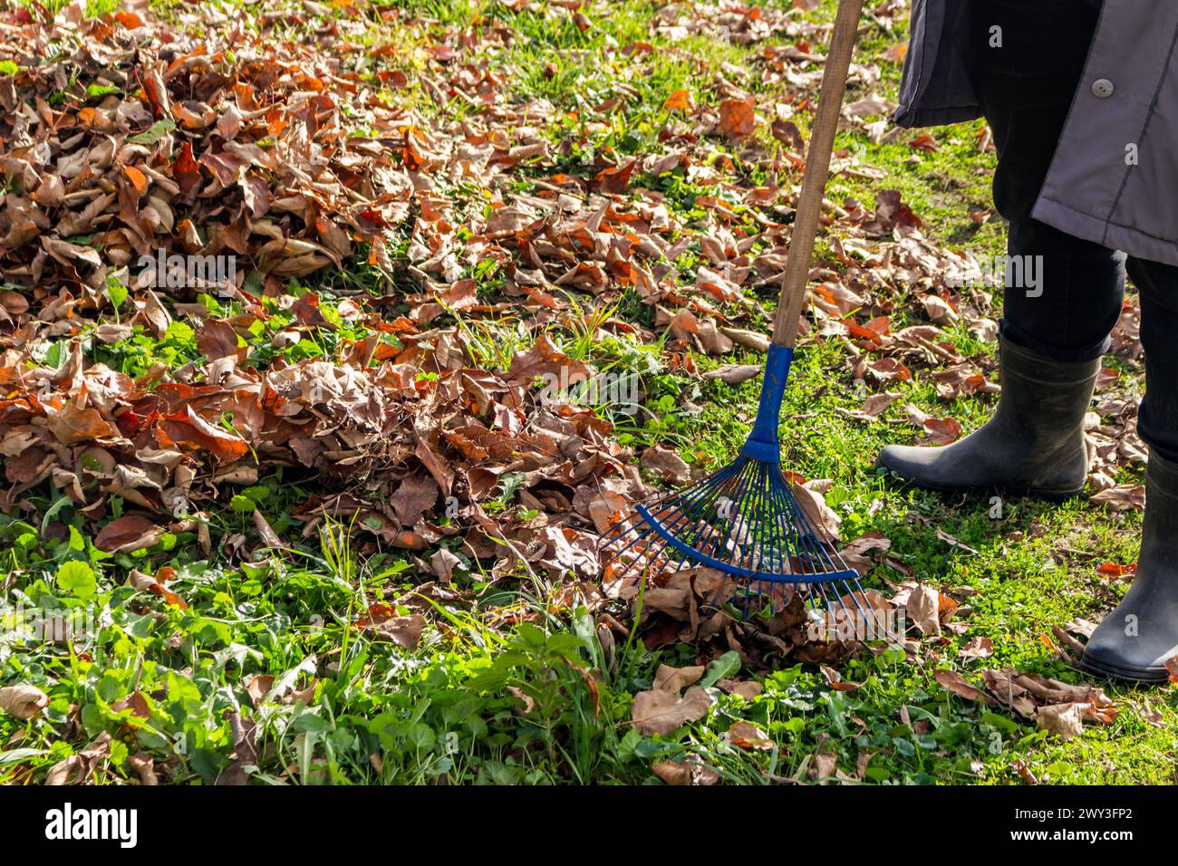 Cleaning dry fall foliage with a rake Stock Photo - Alamy