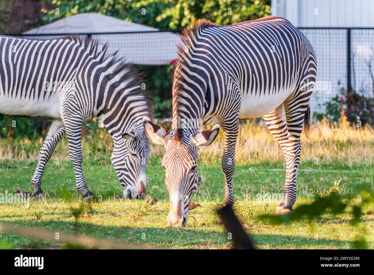 Grevy's zebra, lat Equus grevyi, also known as the imperial zebra eats ...