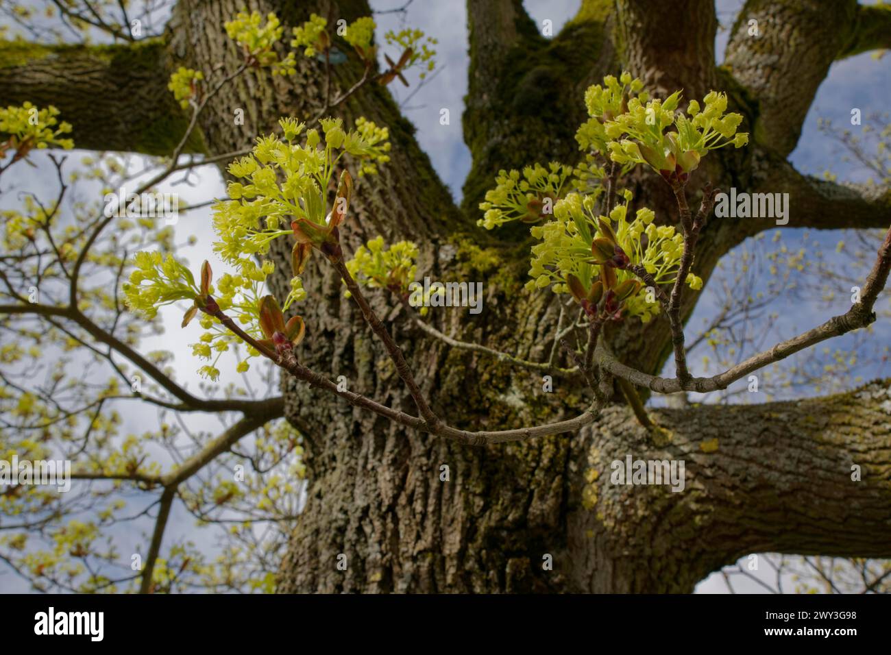 First blossoms of the Norway maple (Acer platanoides) open, March ...