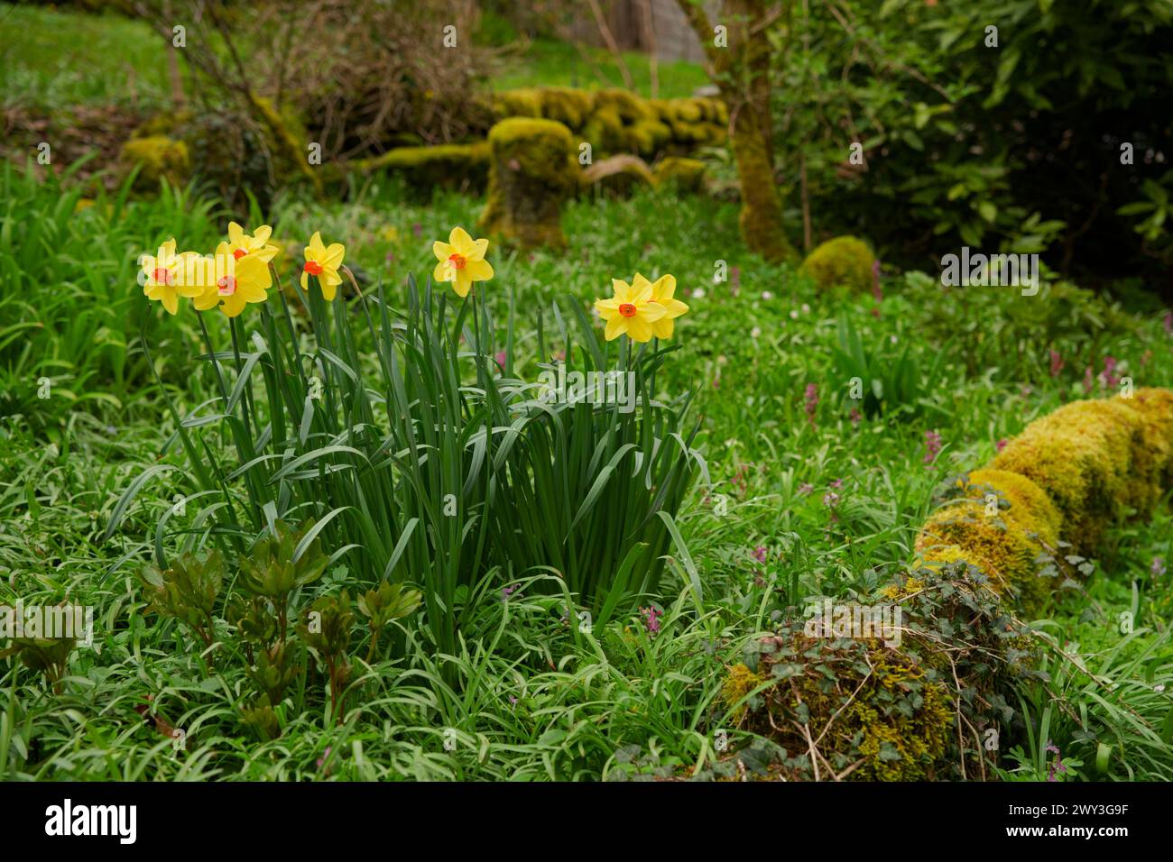Wild garden corner in the Wettbachklinge, Easter, Easter time, spring ...