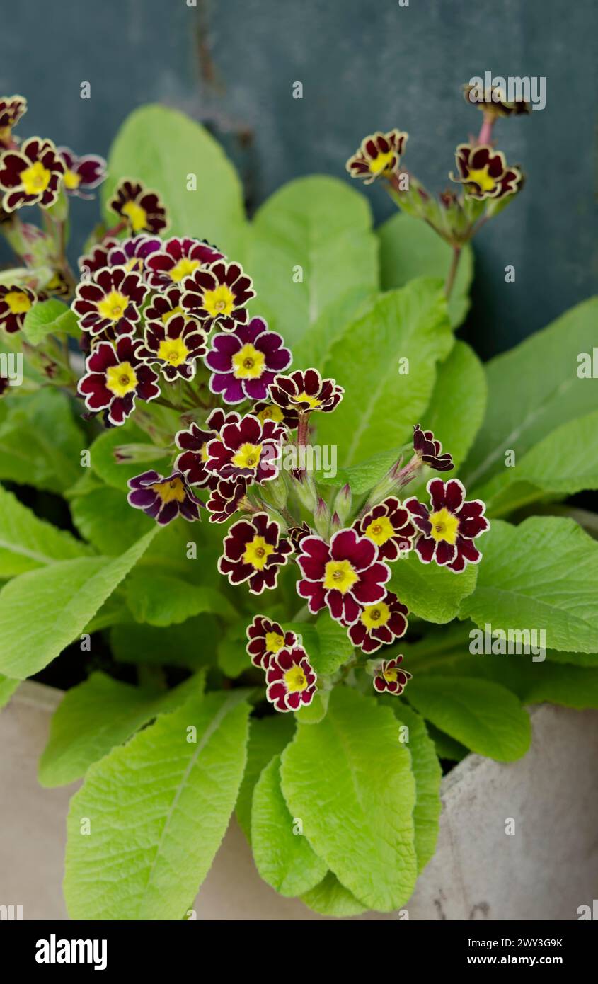 Primrose valley hi-res stock photography and images - Alamy