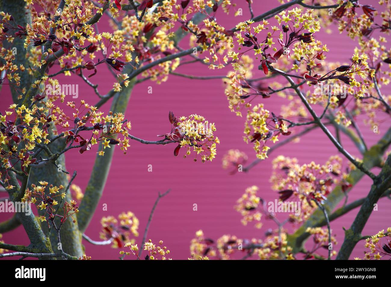 Red maple female tree covered with small yellow blossoms that form ...