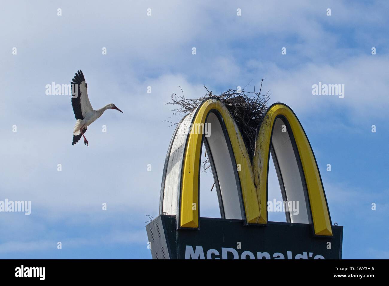 White stork with open wings flying to nest on Mc Donald's symbol ...