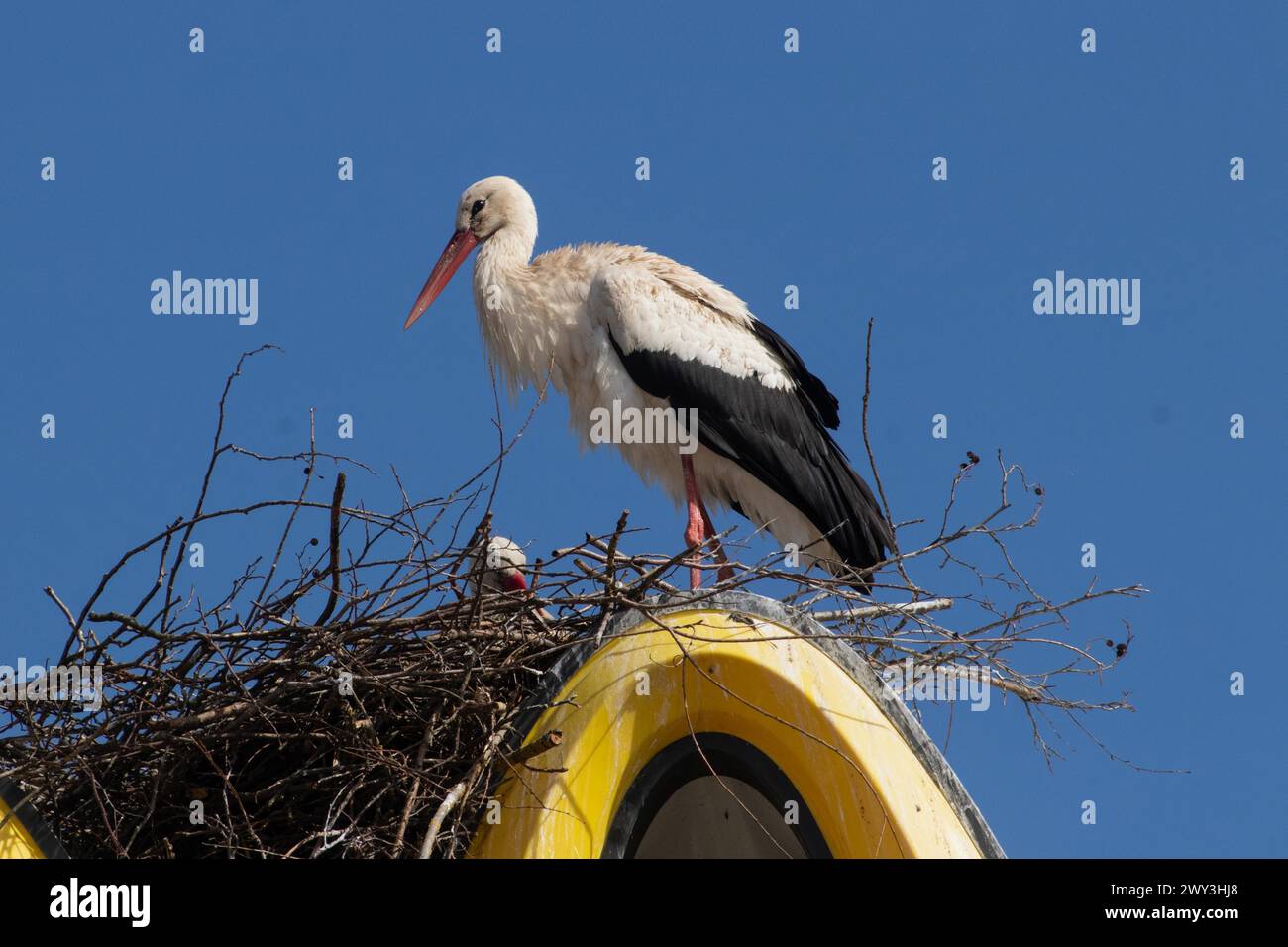 White stork next to nest on Mc Donald's symbol standing left looking in ...