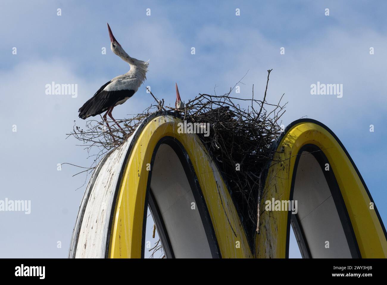 White stork two adult birds with stretched neck next to and in nest on ...