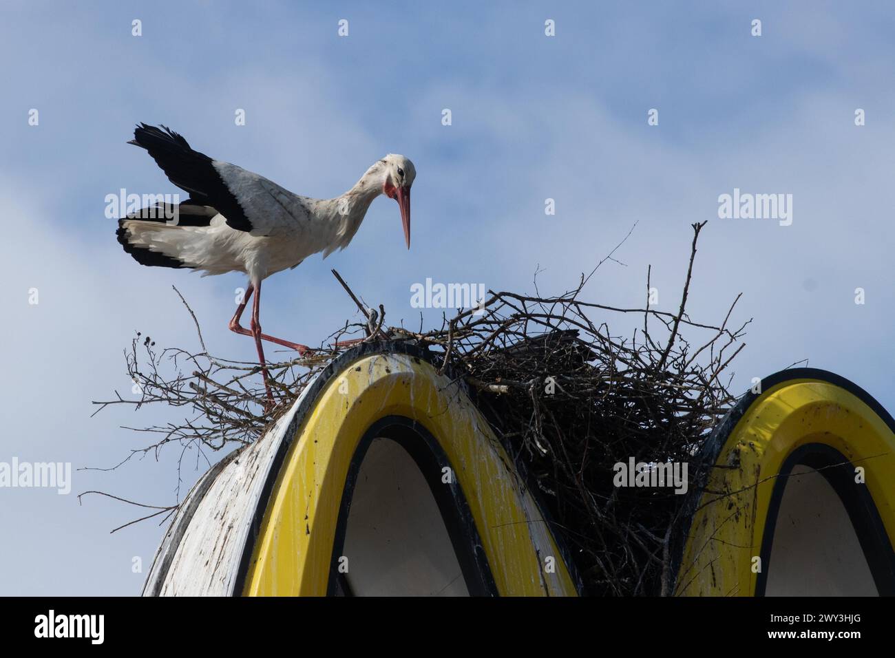 White stork with open wings standing on nest on Mc Donald's symbol ...