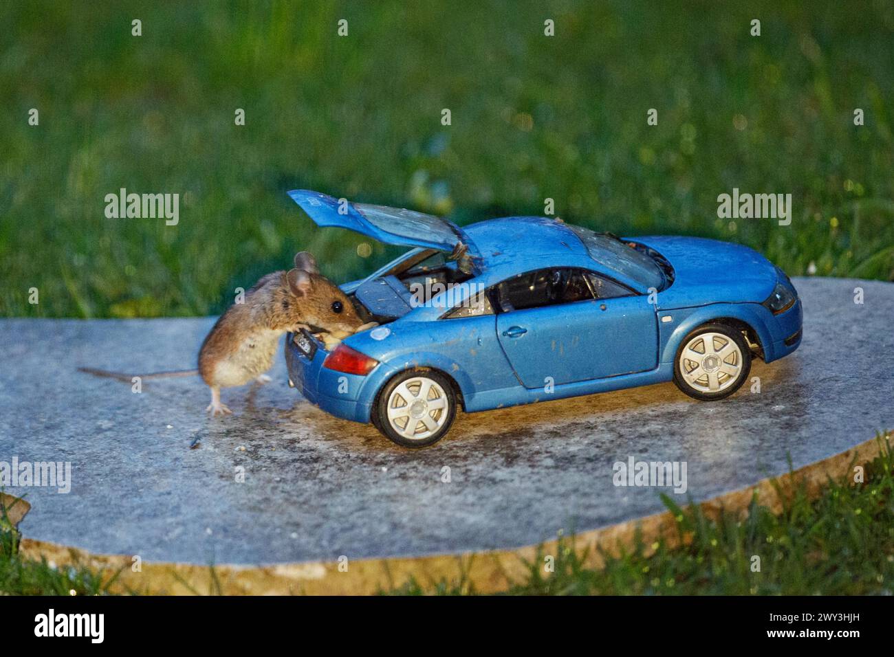 Wood mouse standing next to blue Audi TT model car with open boot and ...