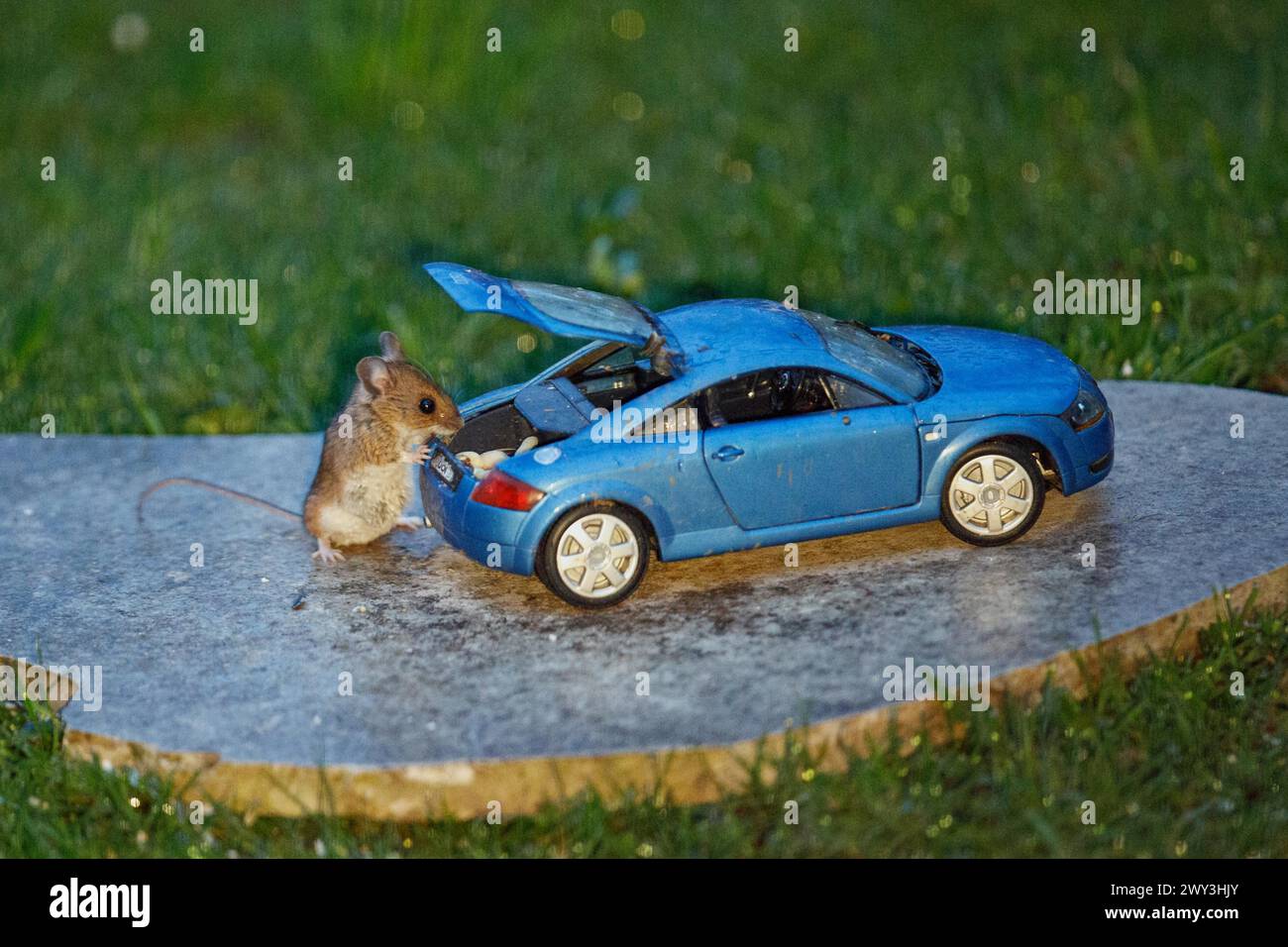 Wood mouse standing next to blue Audi TT model car with open boot and ...