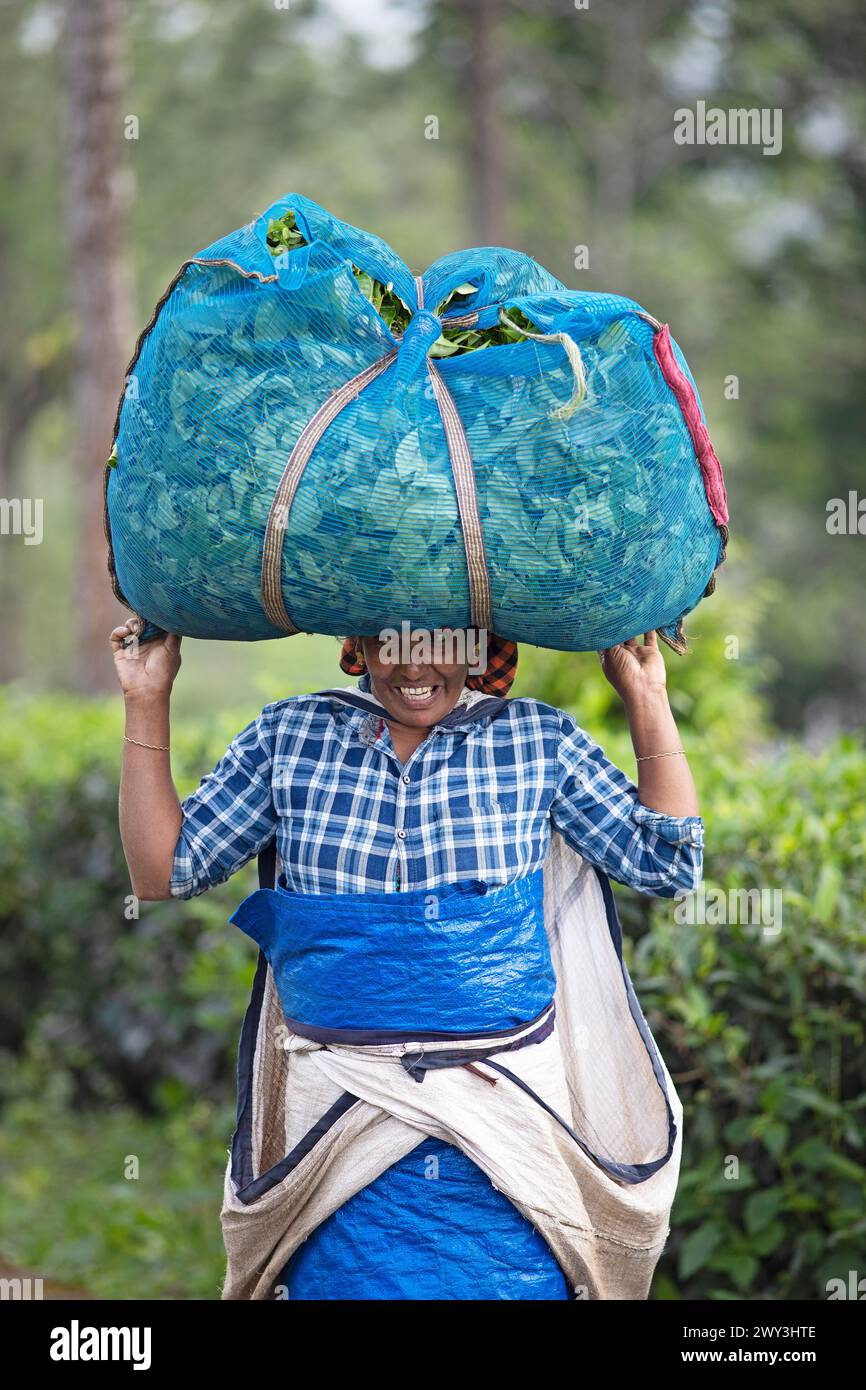 Indian tea picker carrying a big bag of tea leaves on her head, Munnar ...