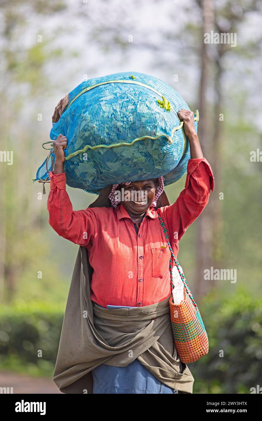 Indian tea picker carrying a big bag of tea leaves on her head, Munnar ...