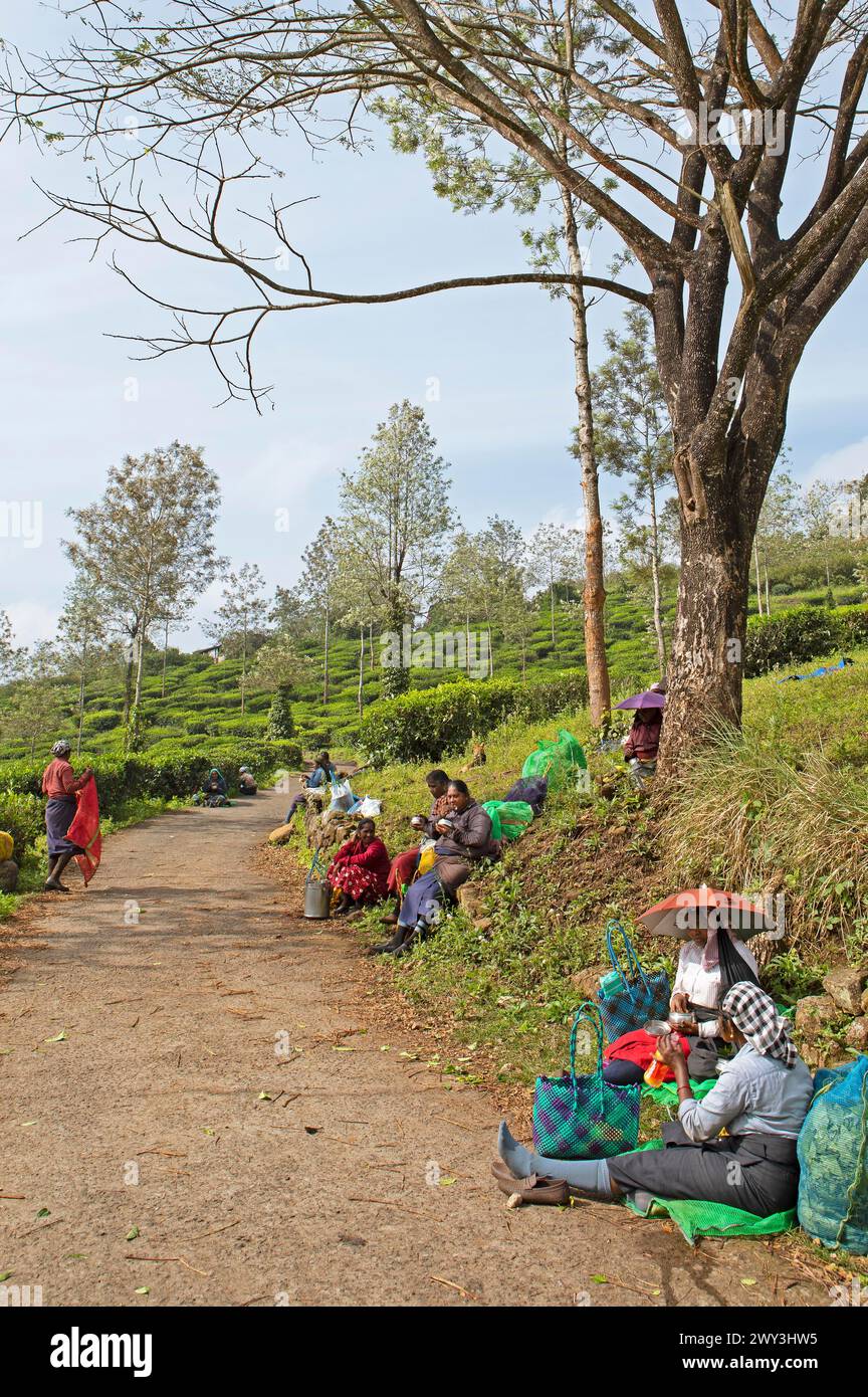 Indian tea pickers taking a break on a tea plantation, Munnar, Kerala ...