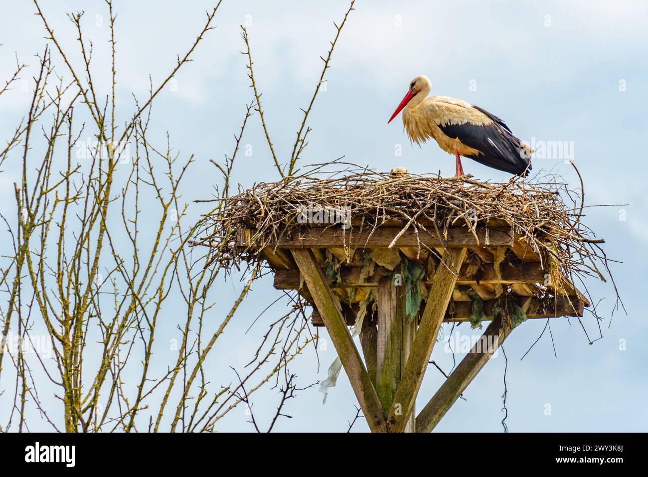 White storks nesting at Croatian village Cigoc Stock Photo - Alamy