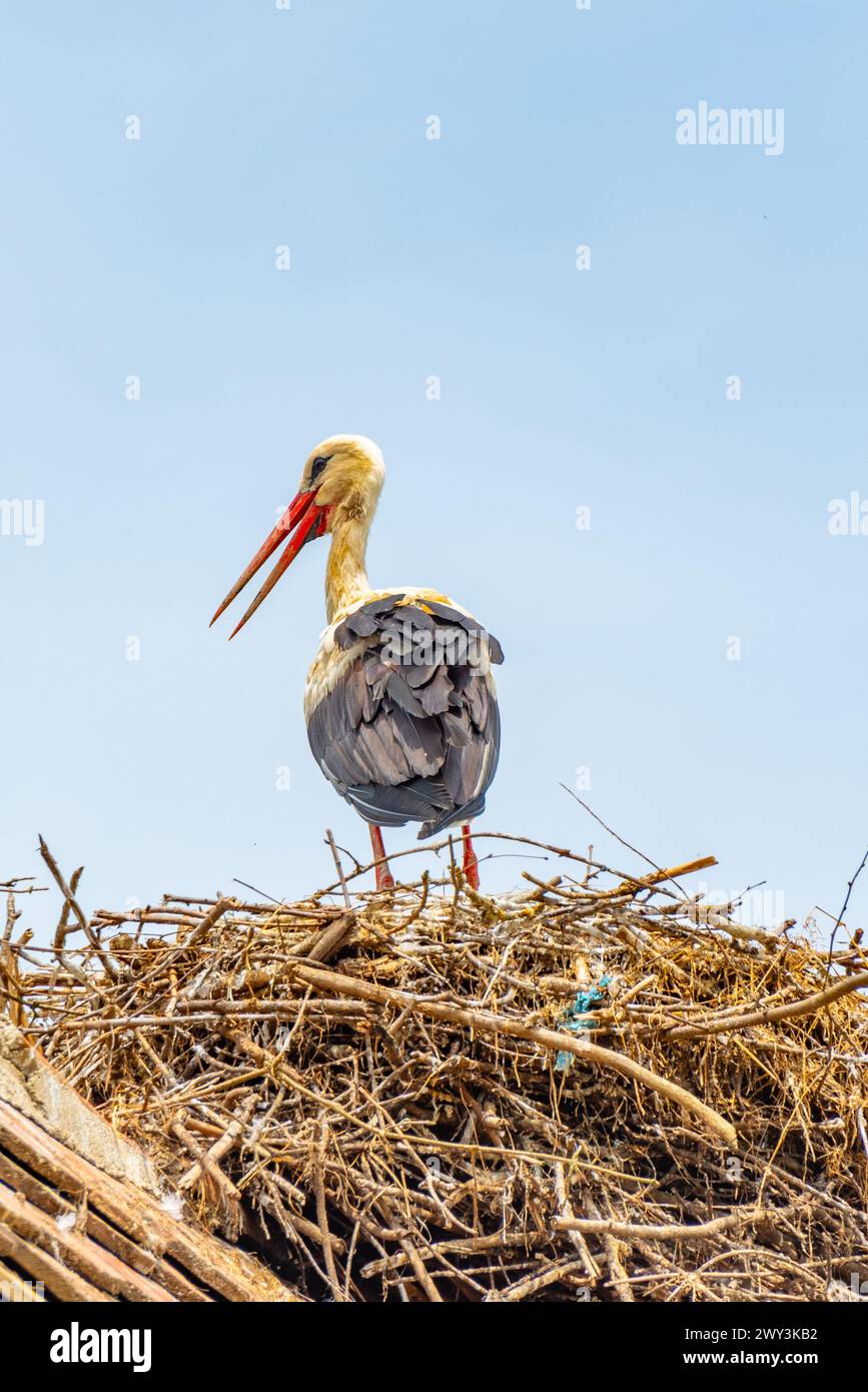 White storks nesting at Croatian village Cigoc Stock Photo - Alamy