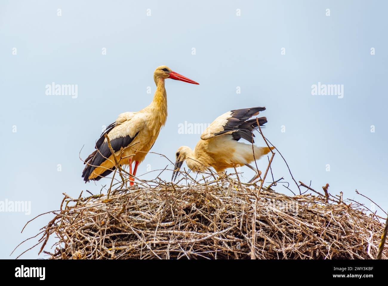 White storks croatia hi-res stock photography and images - Alamy