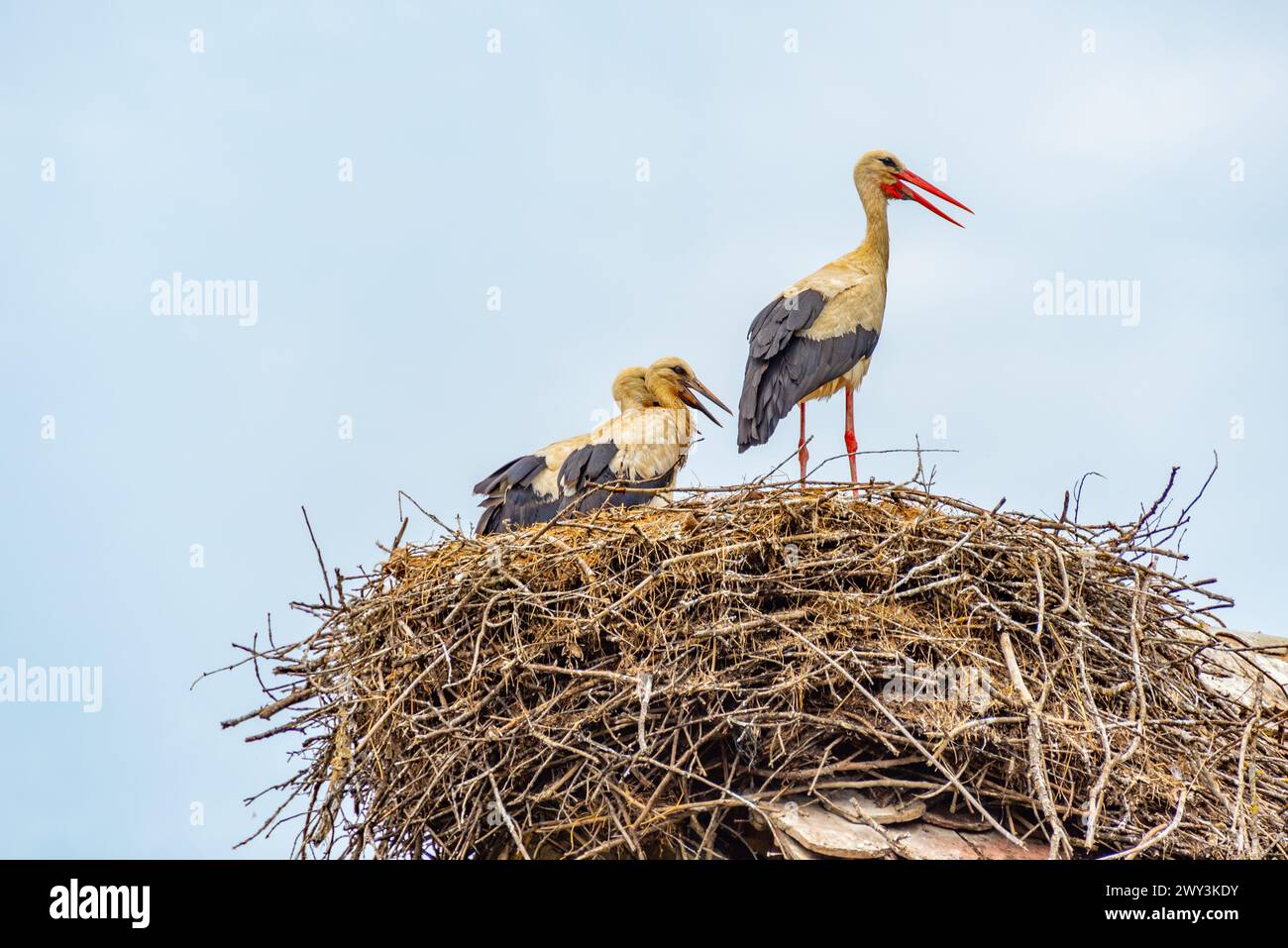White storks nesting at Croatian village Cigoc Stock Photo - Alamy